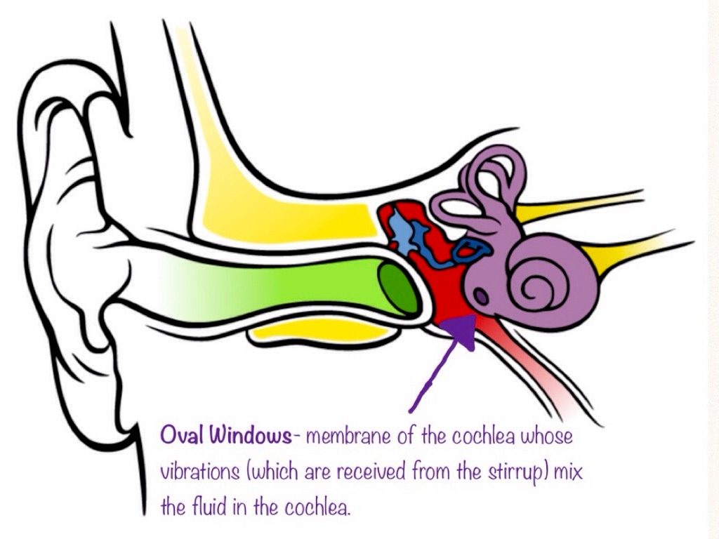 Ear Journey by Jenna Massoud
