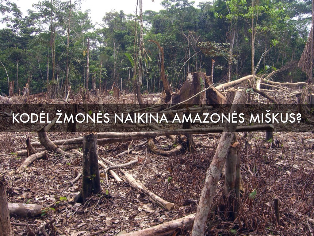 Amazonės miškų likimas