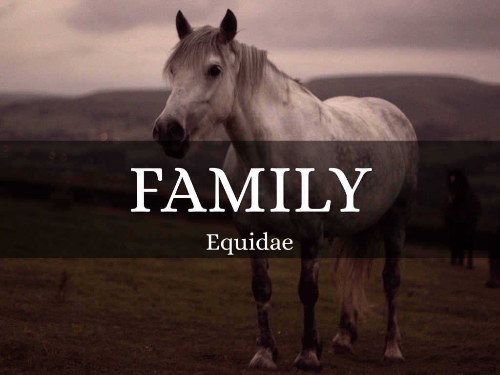 Equidae Family
