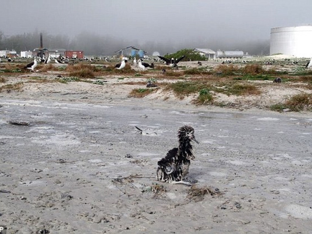 Destructive Wildlife by Chloe Festa