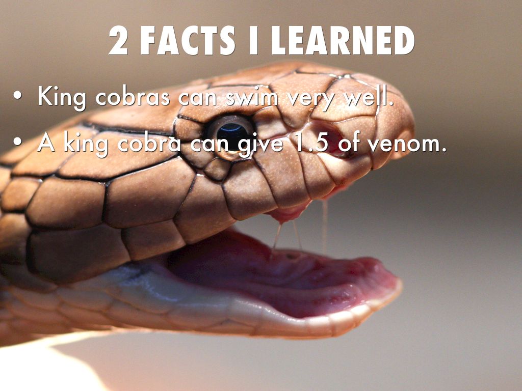 King Cobra Facts For Kids Fun Facts About Kind Cobras