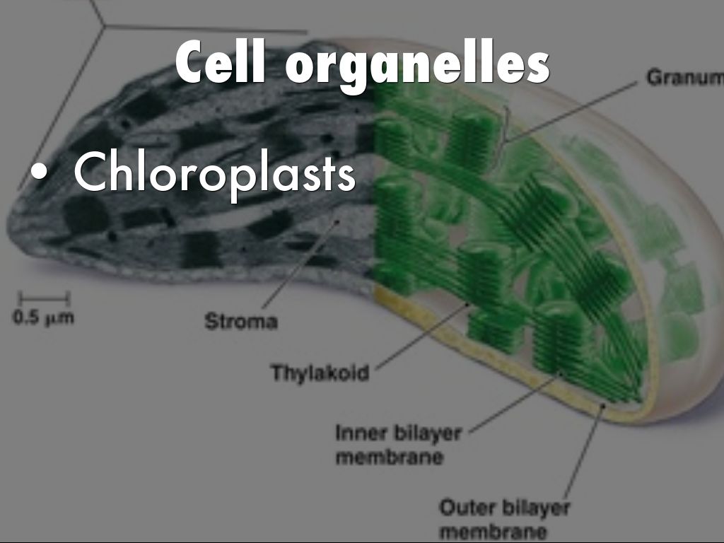 Unit 5 Cells by Maria Neumann