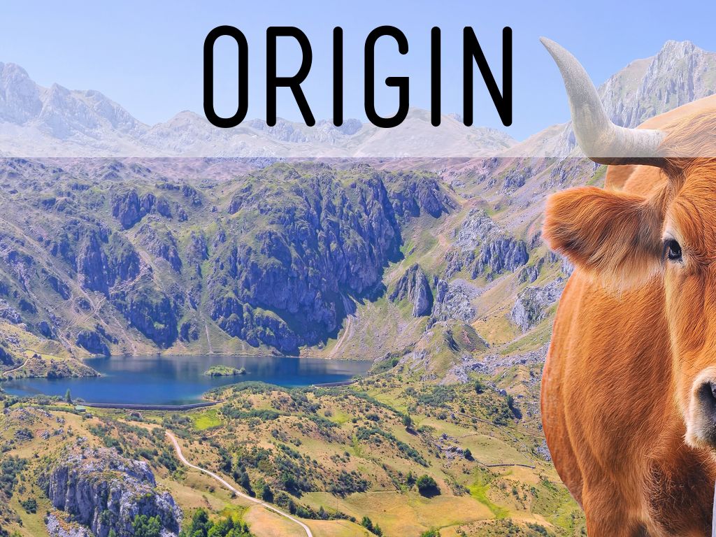 SOLICO GROUP by Jose Rosell