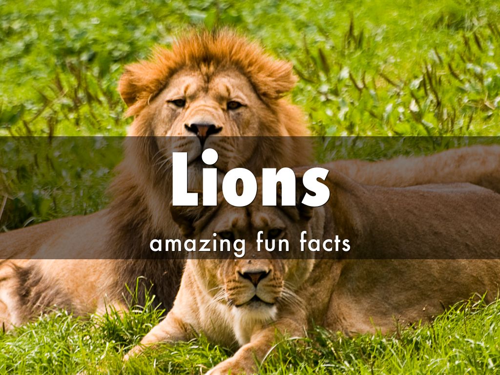 Interesting Fun Facts About Lions Amazing List