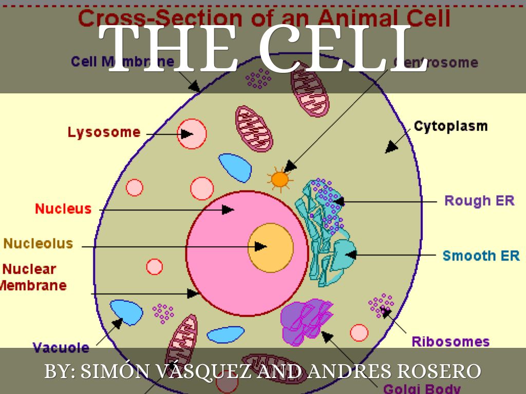 The Cell by Simón Vásquez