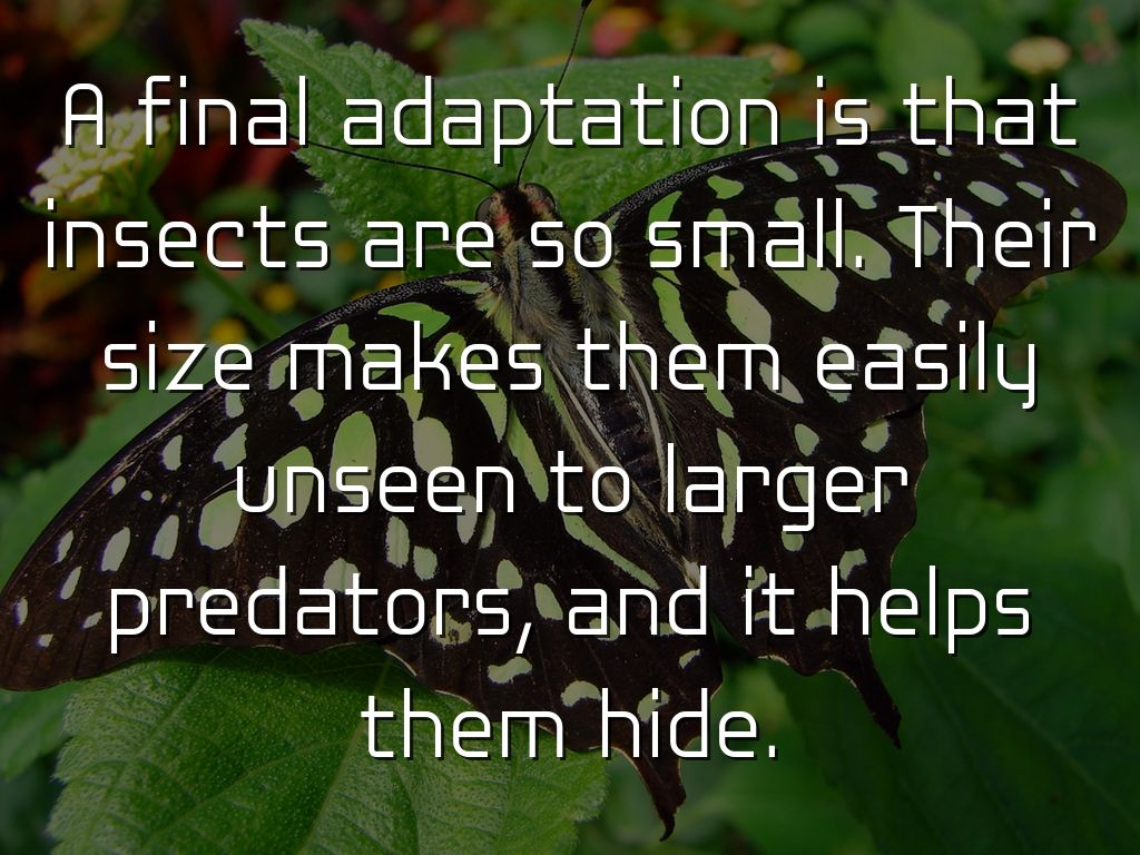 Insect Assessment by Dillon Linz