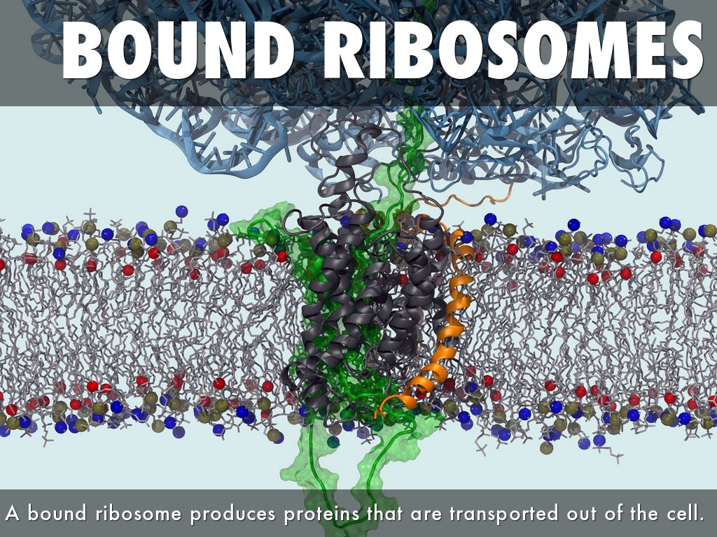 ANIMAL CELL 6HD by Heaven Dodds