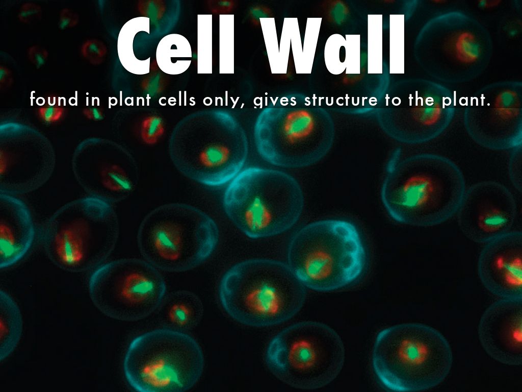 Plant Cell Vocabulary by Angie Stallbaumer