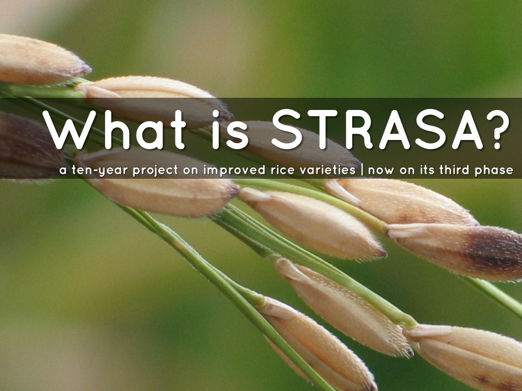 STRESS-TOLERANT RICE FOR AFRICA AND SOUTH ASIA by