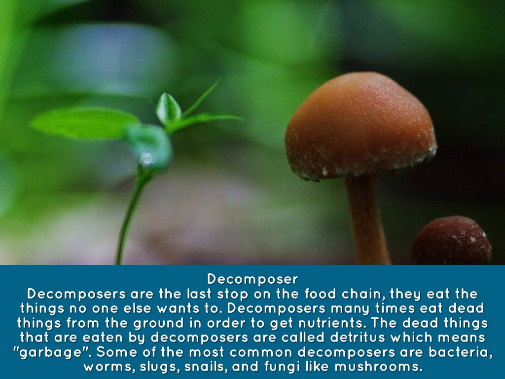 Ecosystems by chasity Mckellar