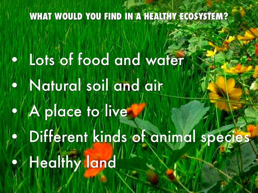 Habitats And Ecosystems by Samantha Banos