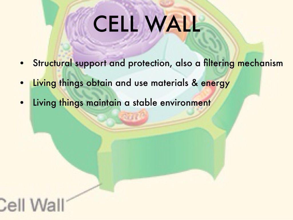 Bio Cell Project by Courtney S