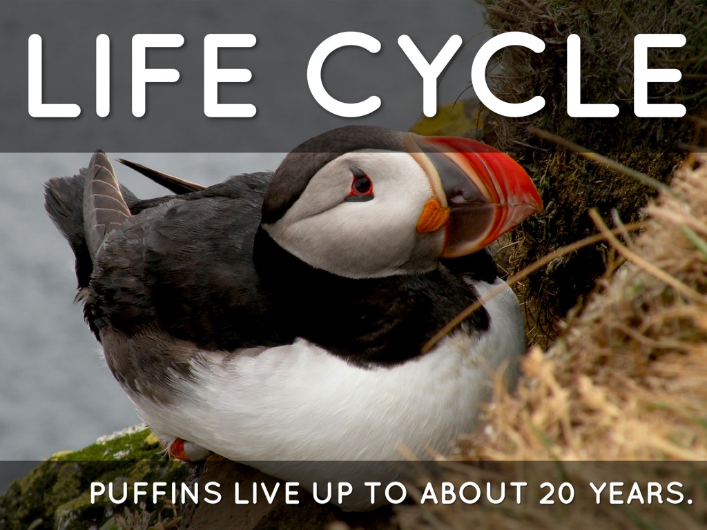 Atlantic Puffin Common Puffin Facts Diet Life Cycle