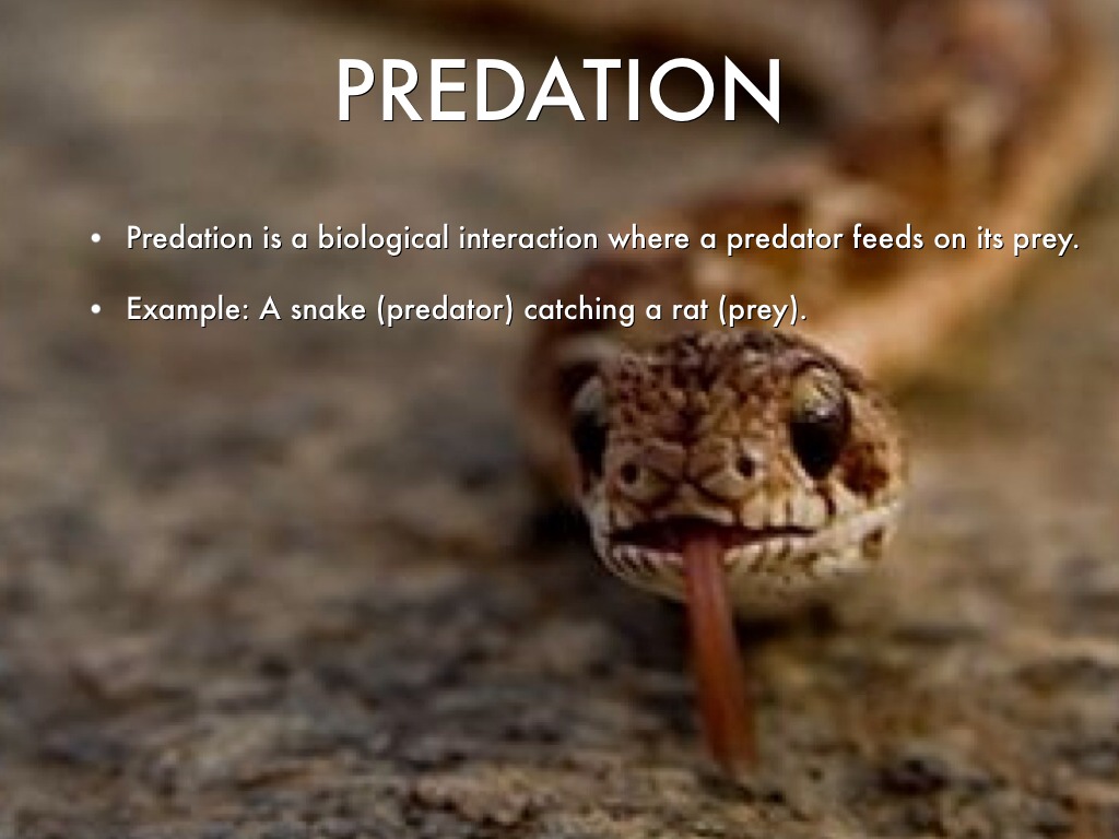 Chapter 33-34 Vocab by parkerwhitton1