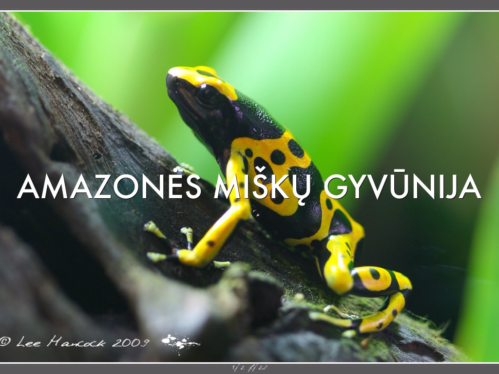 Amazonės miškų likimas