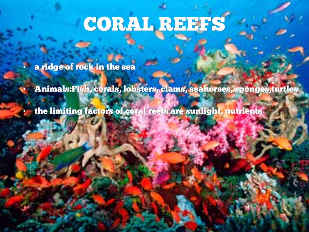 Limiting Factors: Brandon Millington by Unknown Unknown