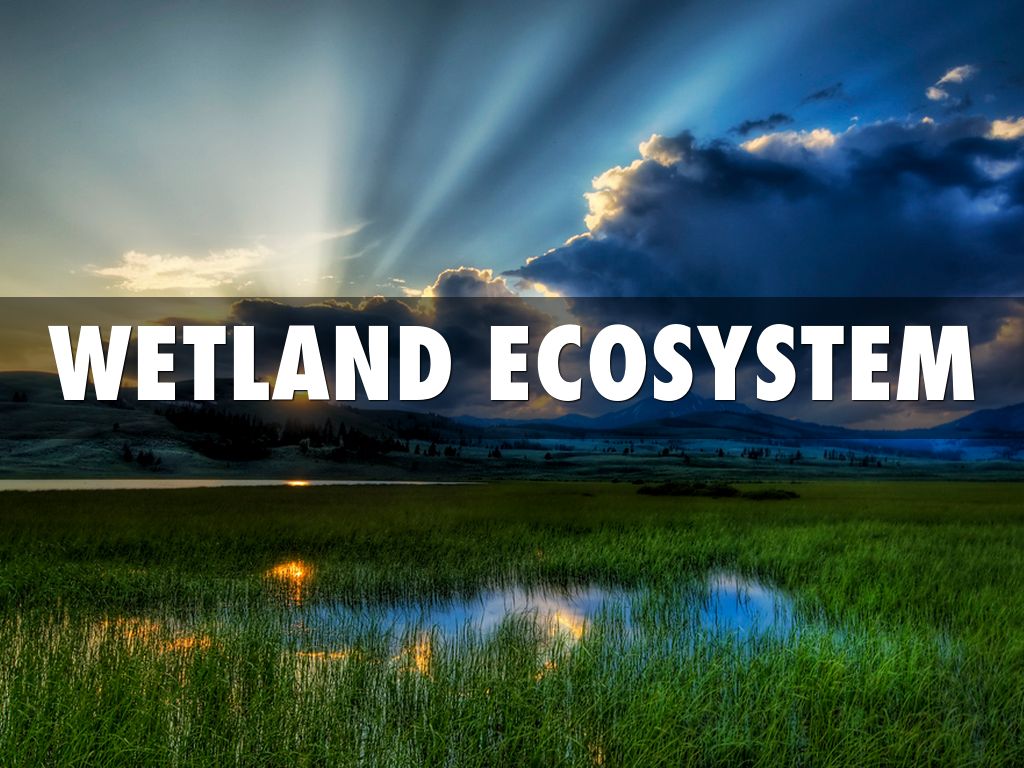 Wetland by Paul Alexiadis