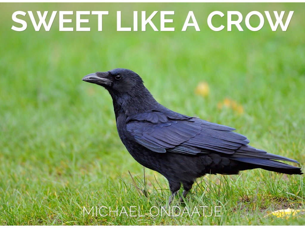 Sweet Like a Crow by Lyndon Vickrey