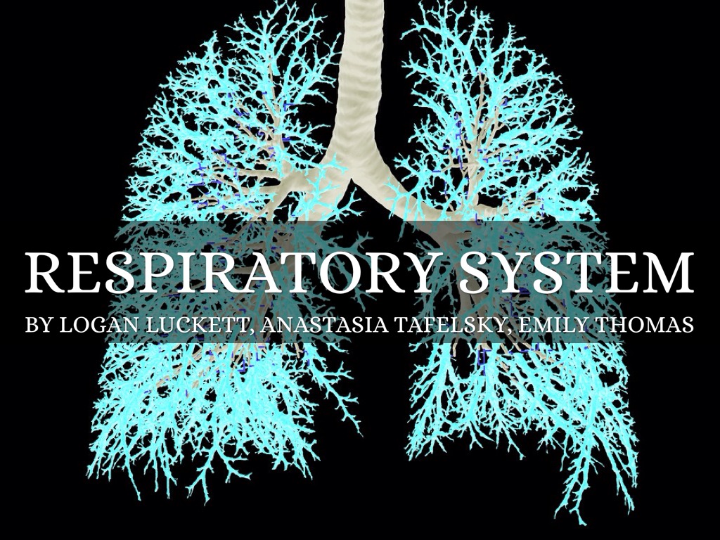 Respiratory System by Logan Luckett