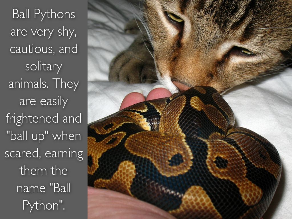 Ball Pythons by Christopher Gobrial