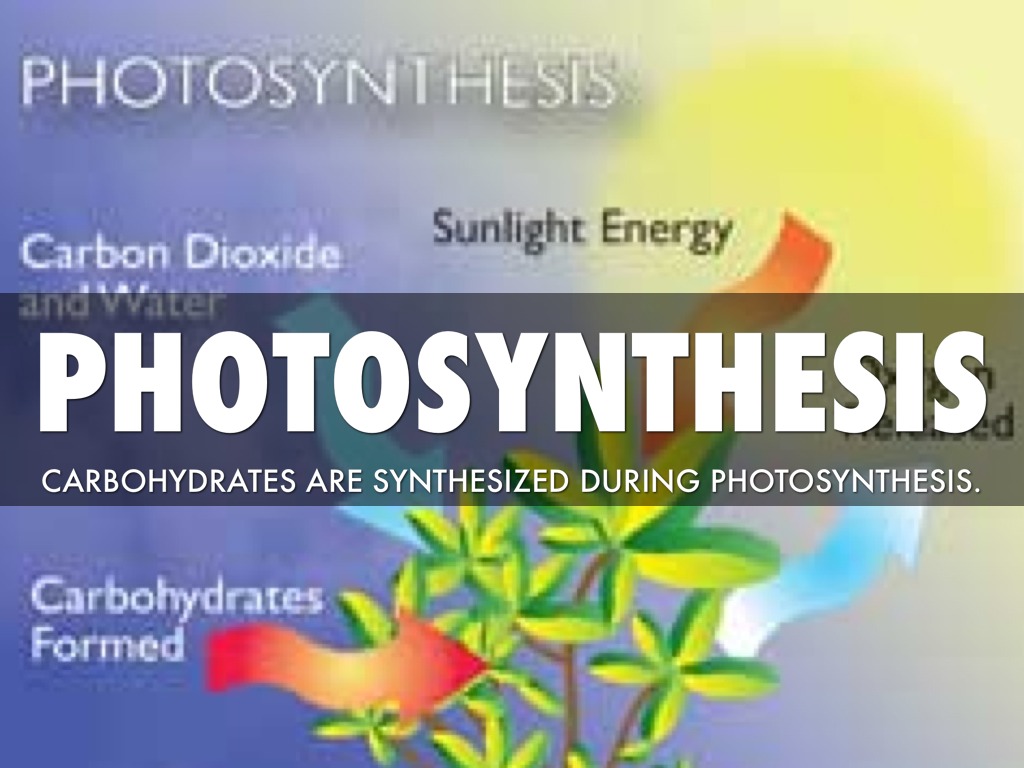 Carbohydrate by Brett Scifert