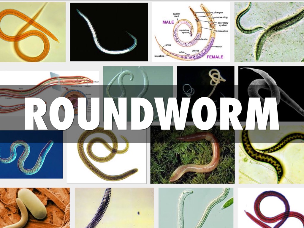 9 Phyla by Heidi Gruden