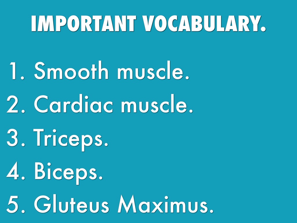 Muscular Systems by jessica.ohanly