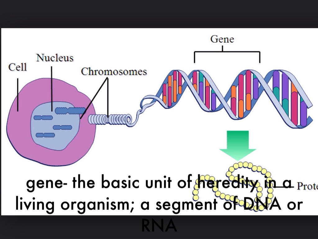 heredity definitions by Hannah Martin