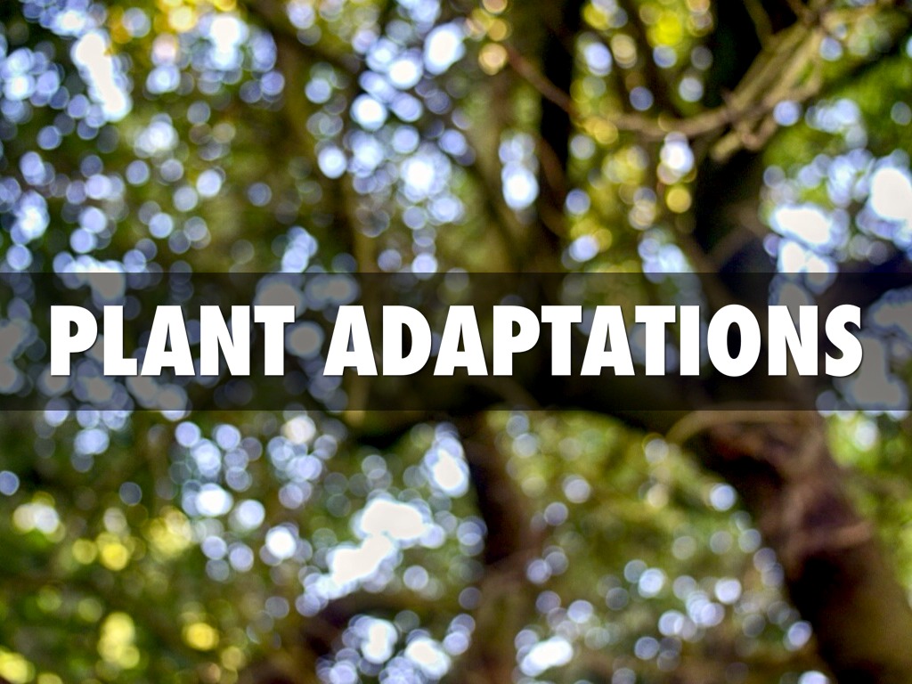 Plant Adaptations by Brittany Hernandez