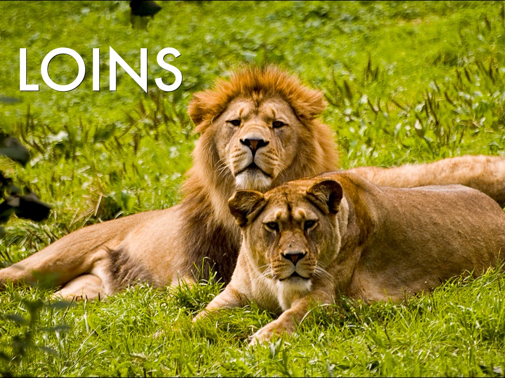 All About Lions by Virginia Pugh