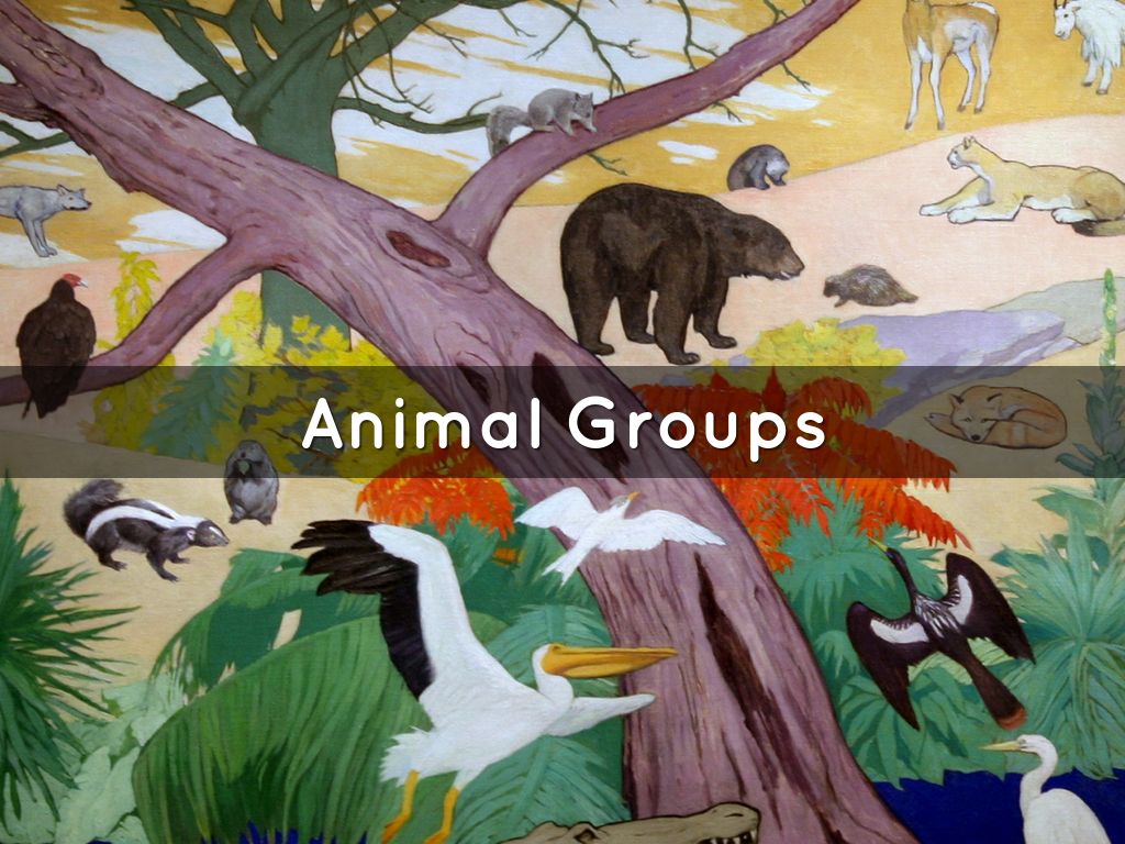 Animal Groups by emilee.rayburn