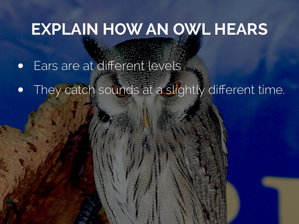 What Is Haiku Deck? by Allie Cristofori