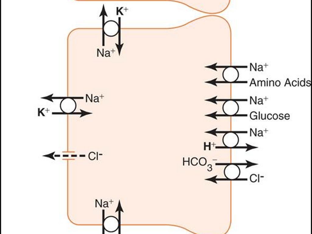 Absorción intestinal by Maximiliano Servin