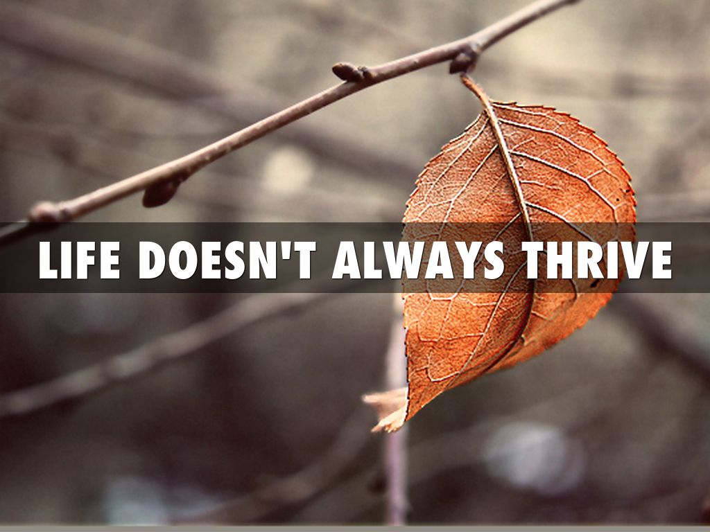 LIFE IS MEANT TO THRIVE by Philip Yung