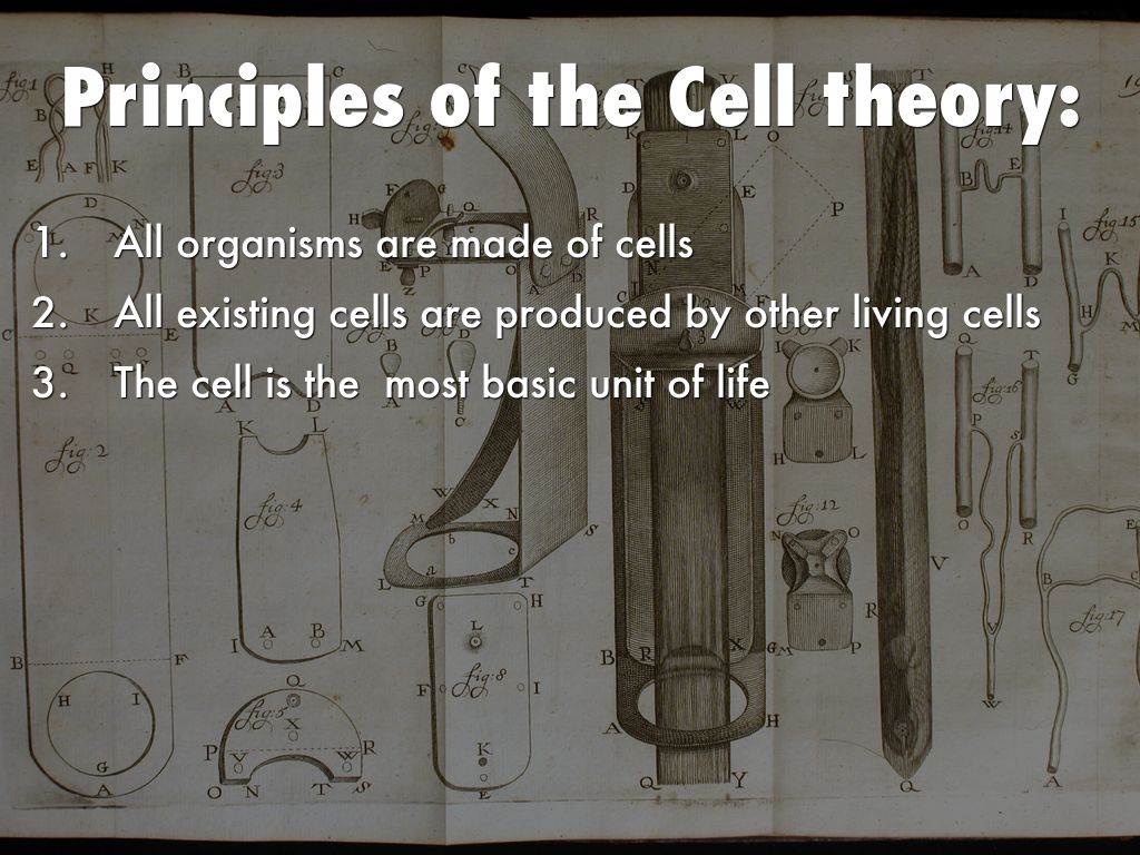 Unit 5 Cells by Maria Neumann