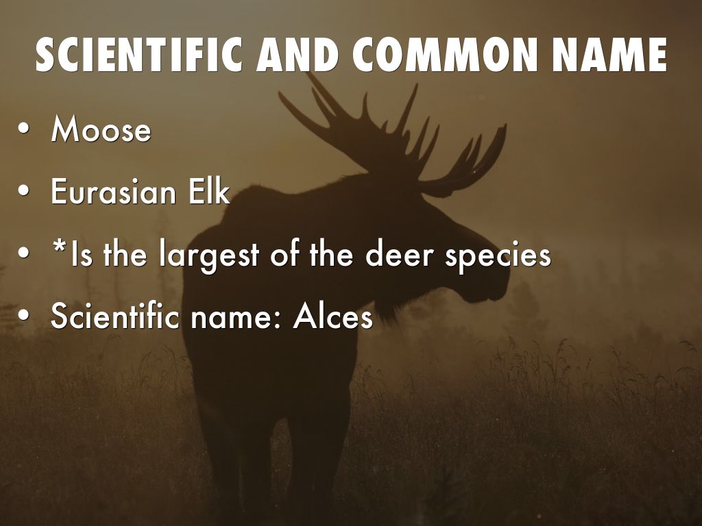 The Moose by Mina Steinhof