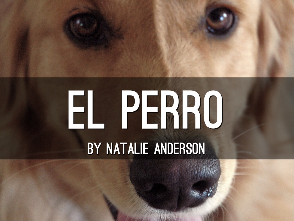 Present Tense Verb Story by nanderson8193