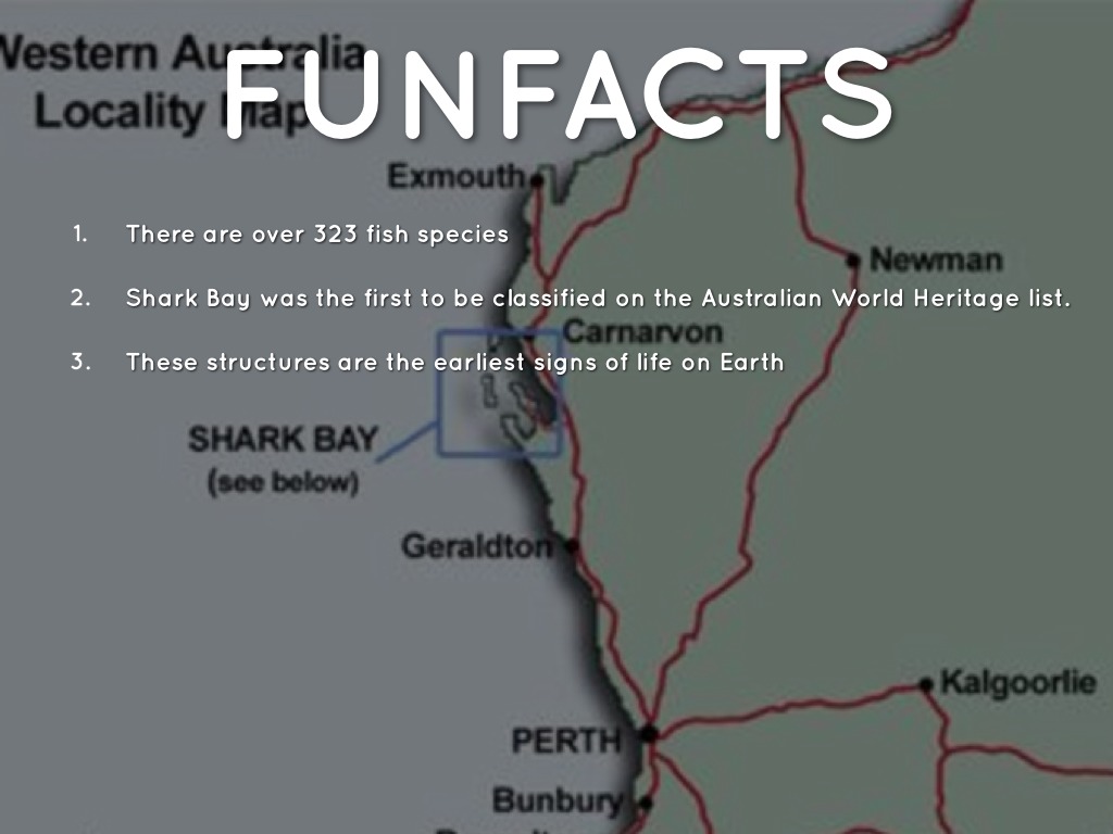 Shark Bay by Mikayla Volpe