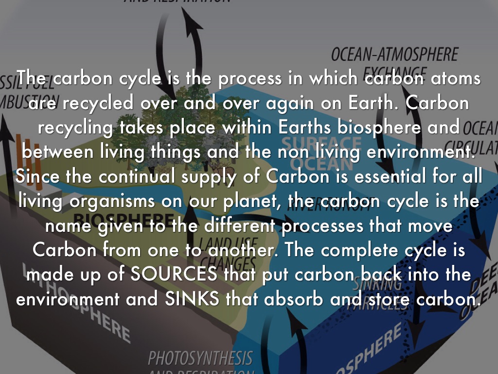 What Is Carbon Cycle by Lukasz Wiktorowicz