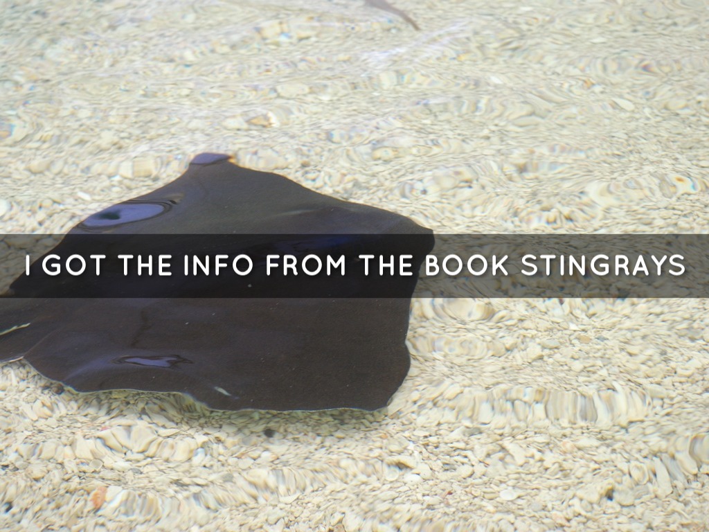 Stingrays by langstonlmc