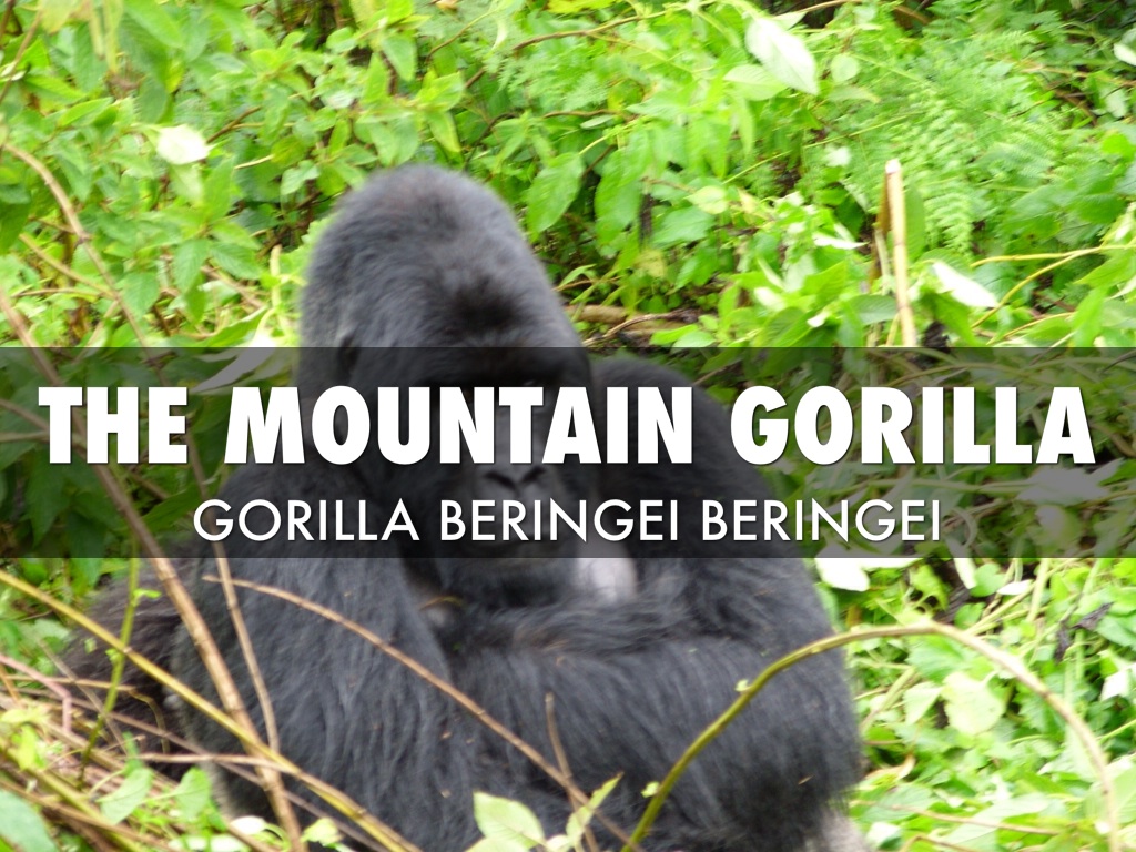 The Mountain Gorilla by helen salvatore