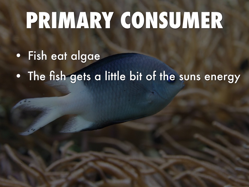 Practice by Joey Franklin