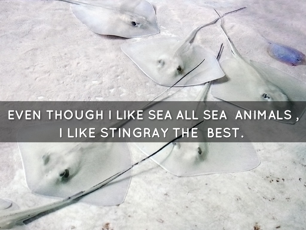 Stingrays by langstonlmc