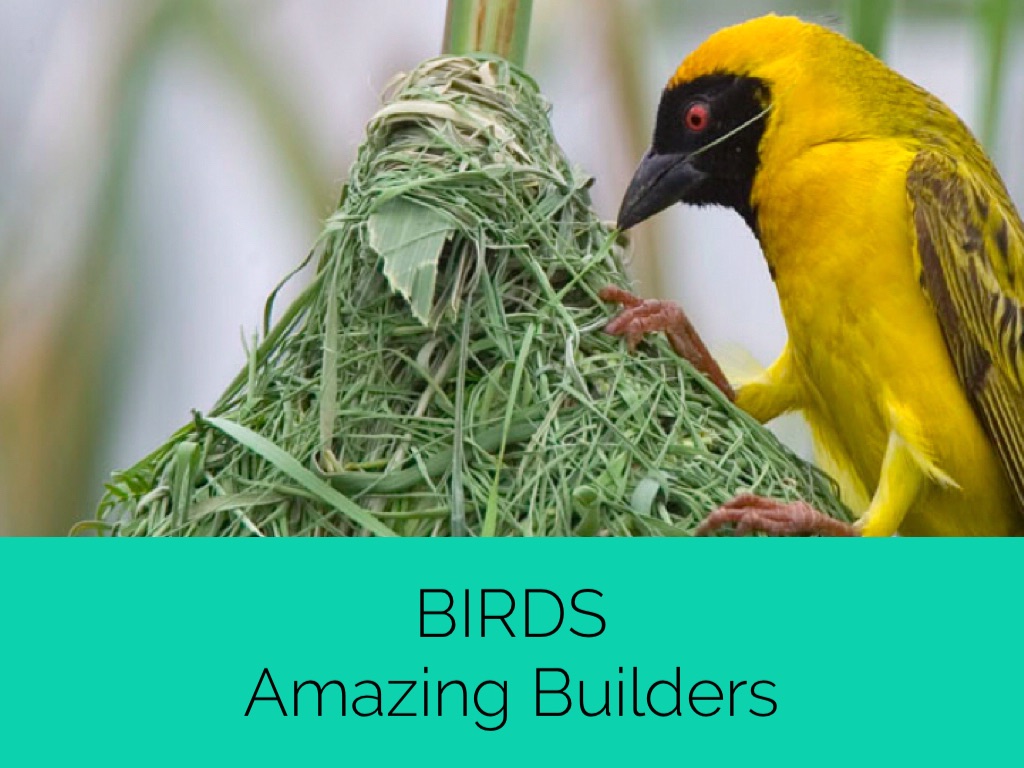 Amazing Animal Builders by Derek Lopez