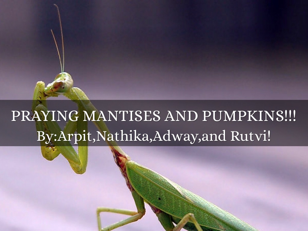 Praying Mantis & Pumpkins!by:Arpit,Adway,Rutvi,and