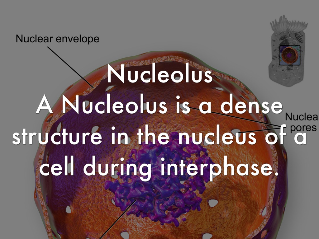 Bio by Nathan Searle