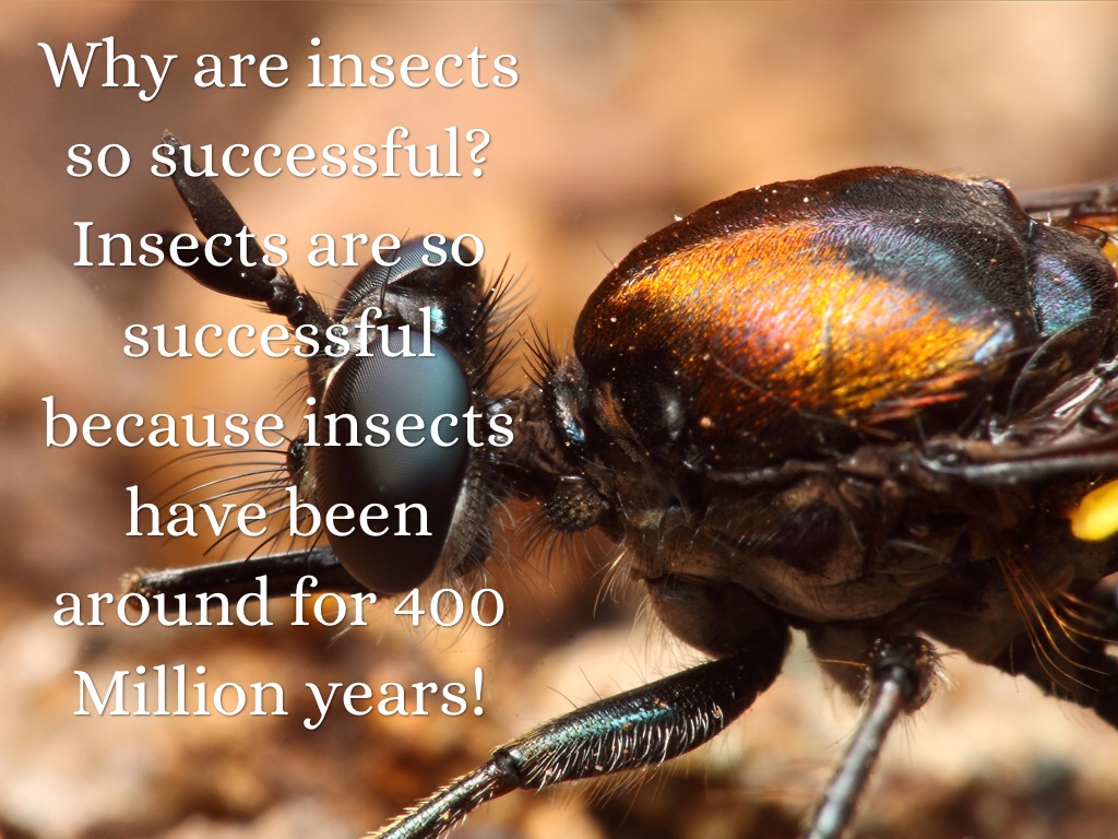 Insects by Ashley Doughty