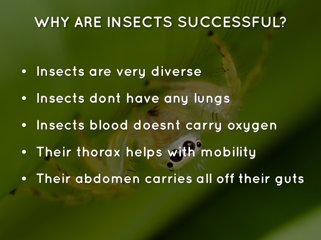 Insect Assessment by Chika Emeribenini