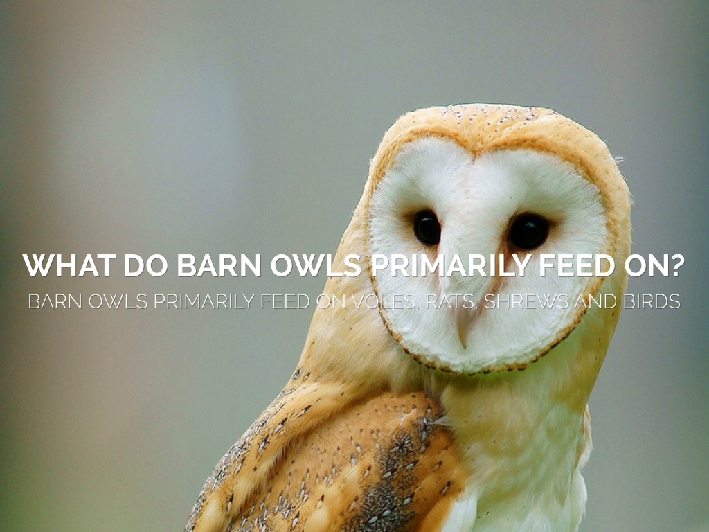 Owl Presentation by meweber