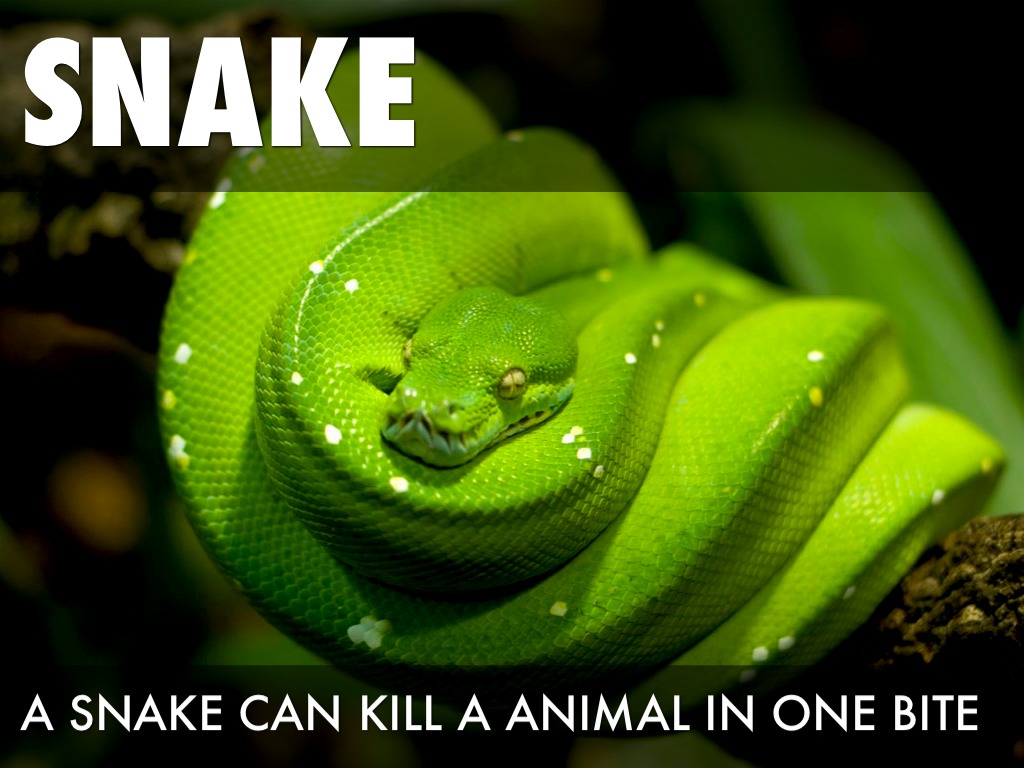 Adaptations by SJE 5th Grade Cart